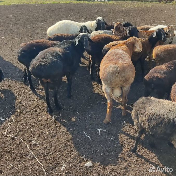 Курдючные бараны эдильбаевской породы