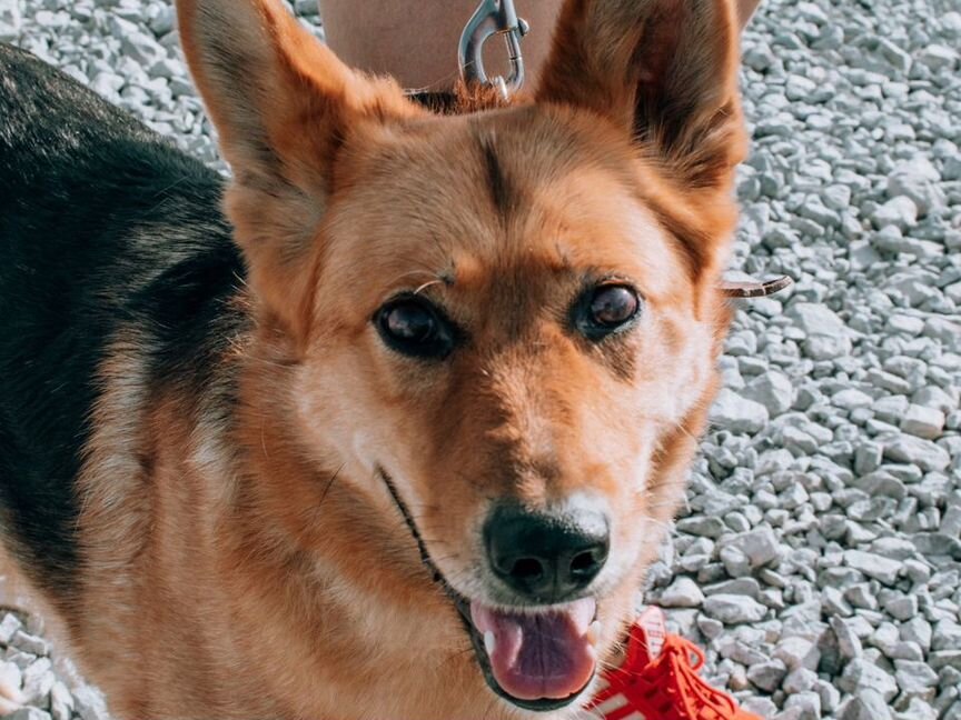 Отдам собаку в добрые руки