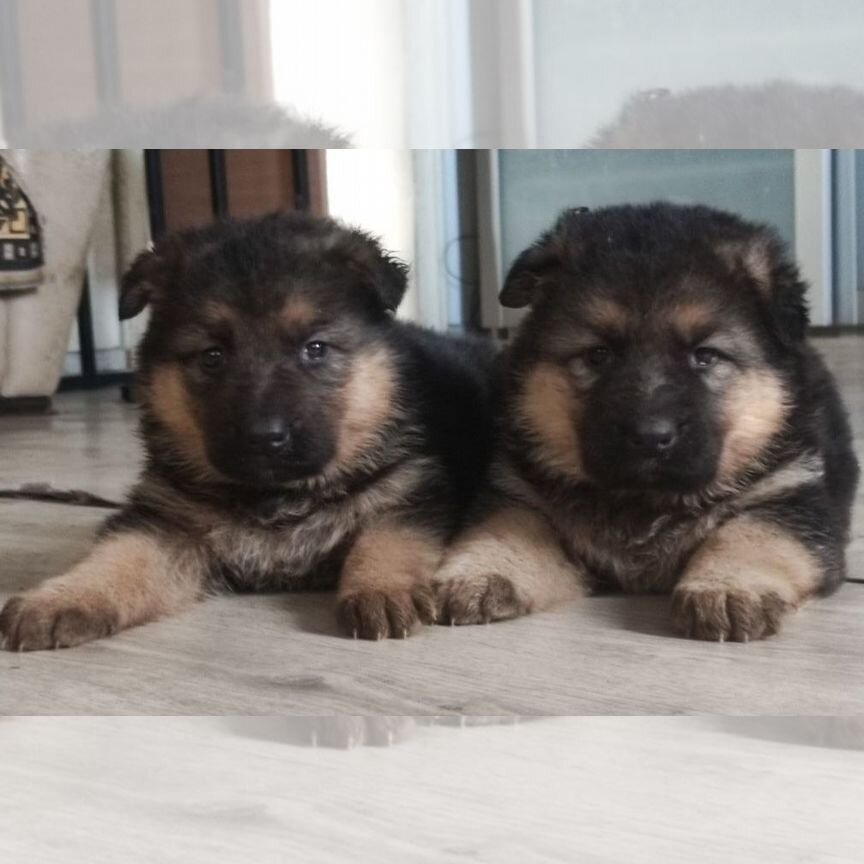 Щенки немецкой овчарки