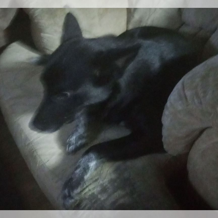 Взрослая собака в добрые руки