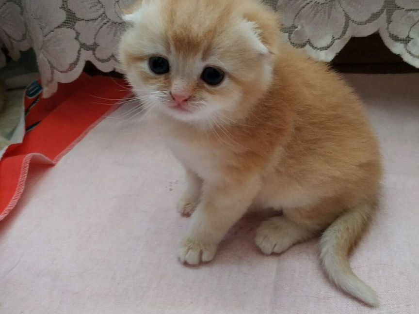 Шотландские малыши в ответственные руки