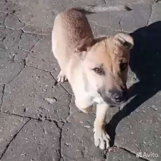 Динго трехлапик