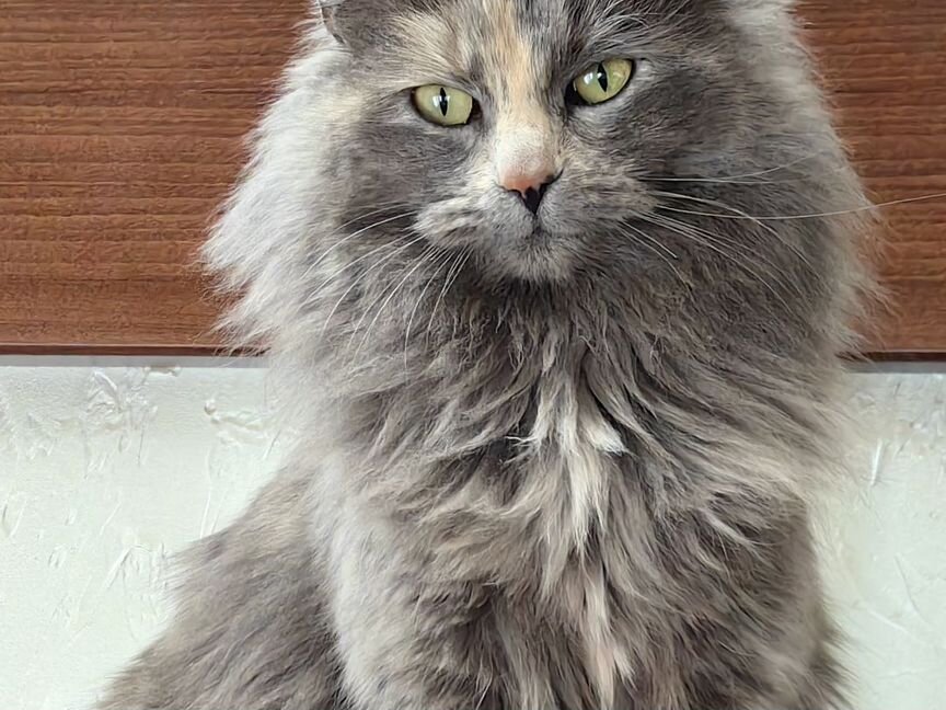 Кошка без хвоста пушистая