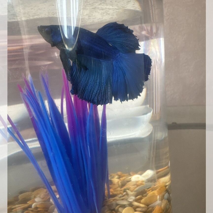 Подписка на канал Рыбки Петушки Индиго и Райя