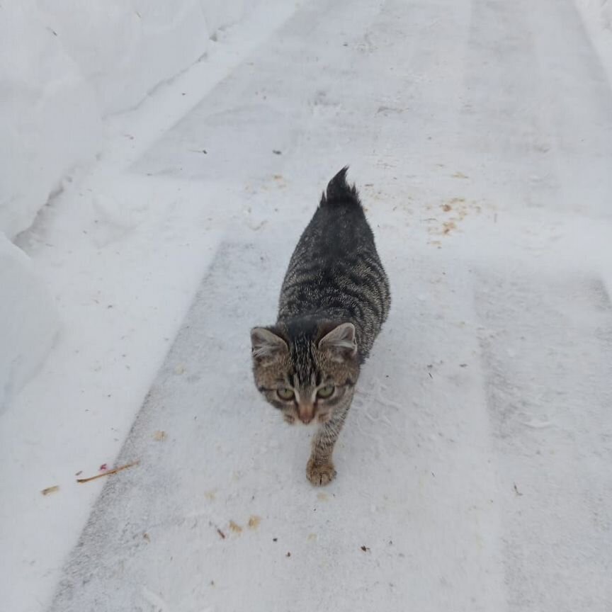Котенок девочка