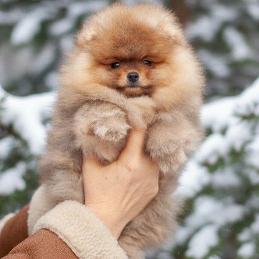 Померанский шпиц, щенок