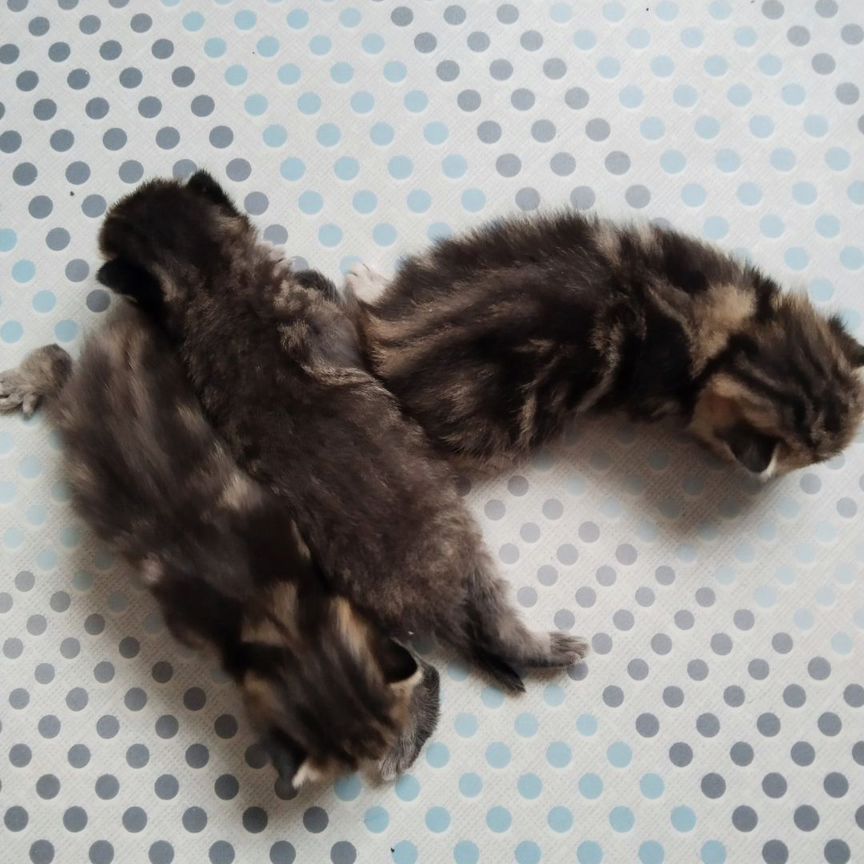 Продам котят