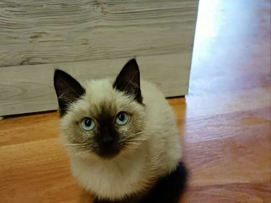 Котенок 4 месяца
