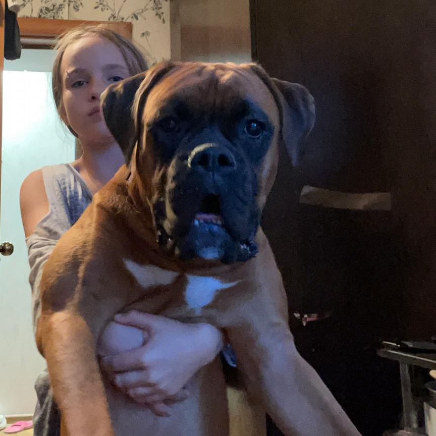 Боксер 8.5 месяцев