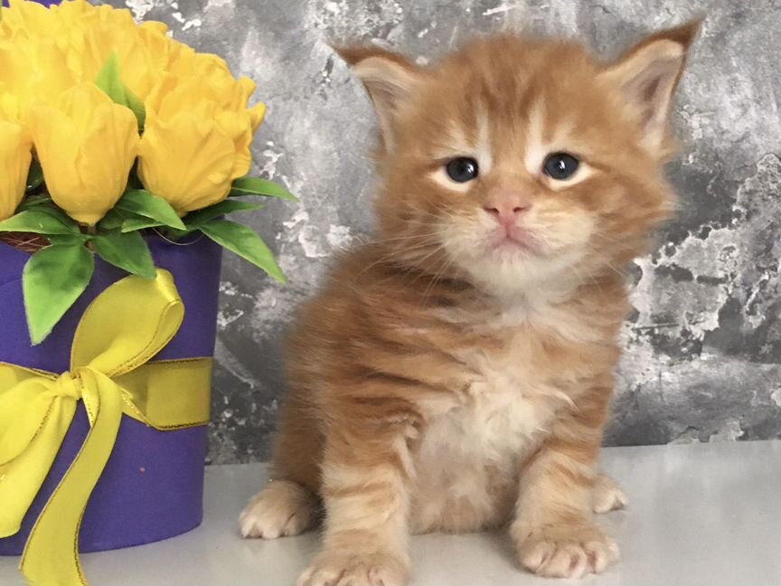 Мейн-кун котята