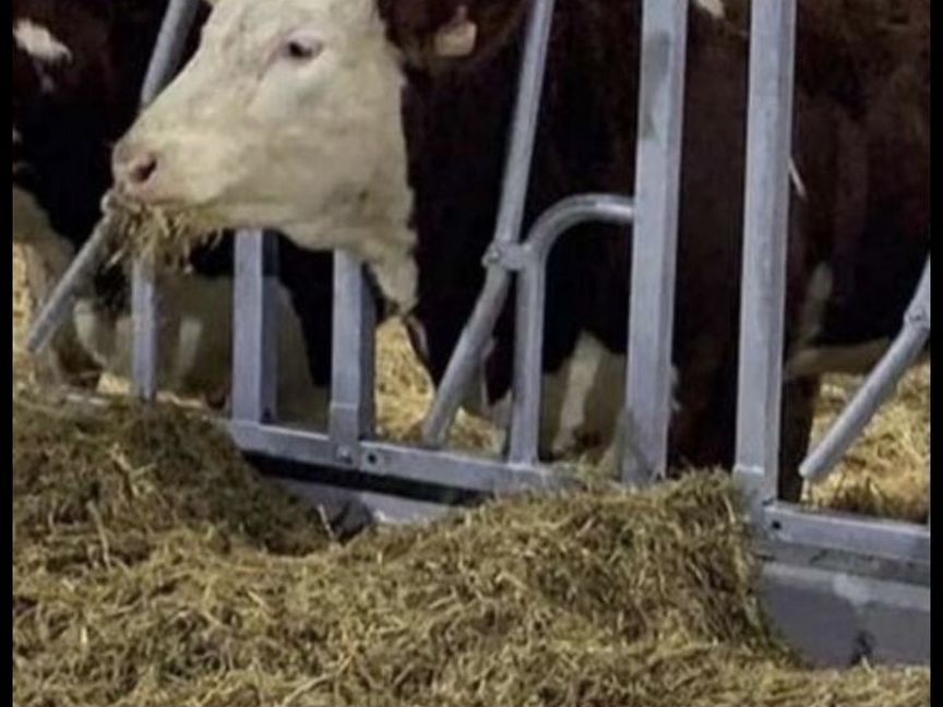 Хедлок шейный зажим для крс