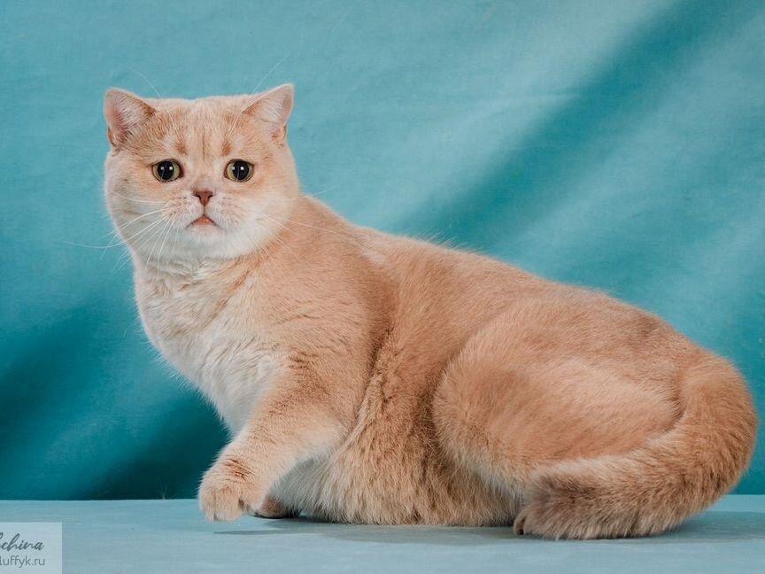 Кошка лиловая золотая