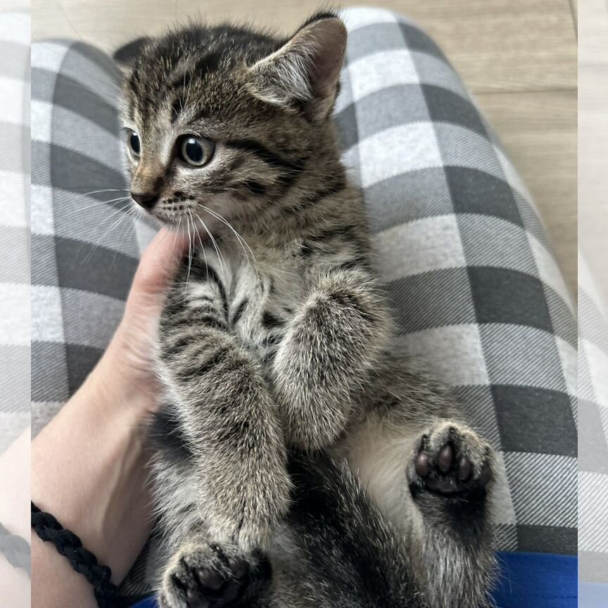 Котёнок в добрые руки