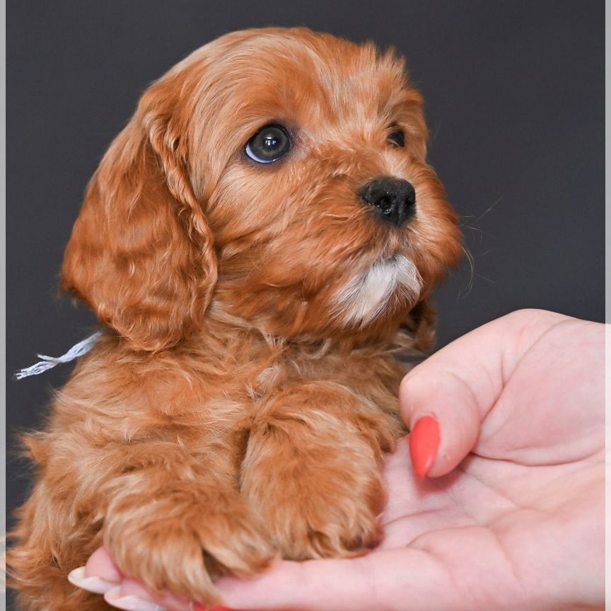 Мальтипу, щенок