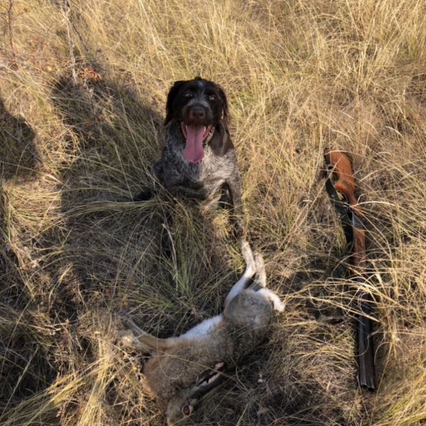 Кобель дратхаара