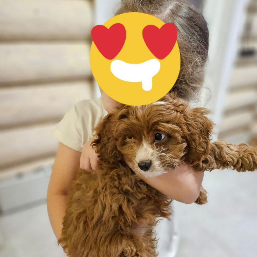Щенки мальтипу maltipoo (фото с прошлого помета)