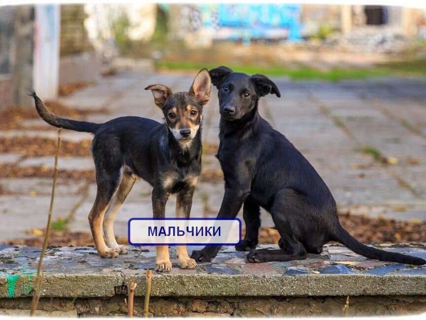 Щеночку мальчику нужен дом