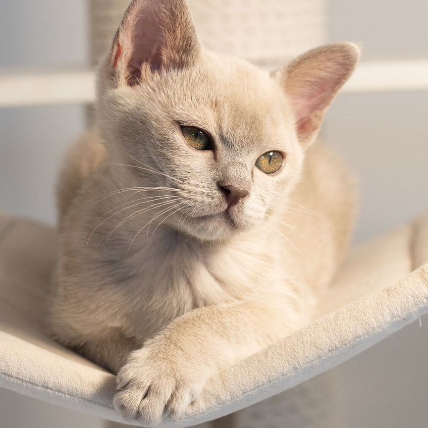 Европейский бурманский котёнок