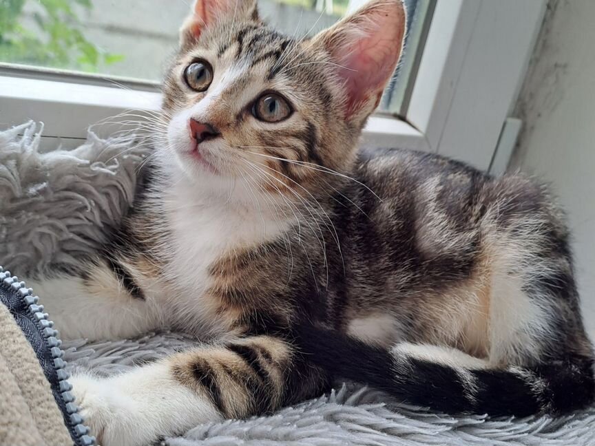 Котик ищет маму и папу