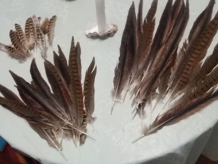 Перья фазана