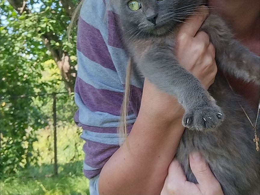 Брошенный котенок