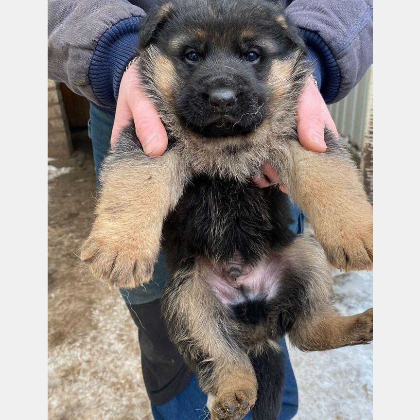 Щенки немецких овчарок