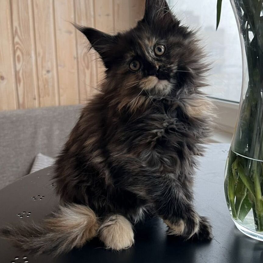 Котята Мейн-кун