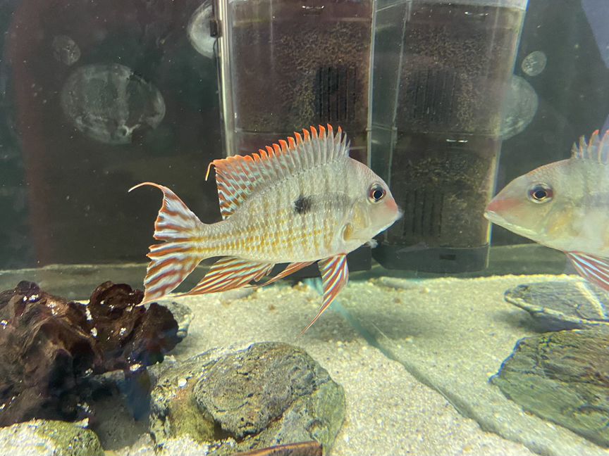 Геофагус рабочая пара