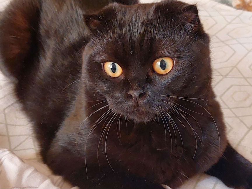 Шотландский кот вязка