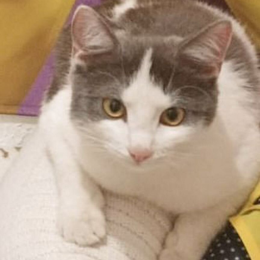 Кашечка в добрые руки