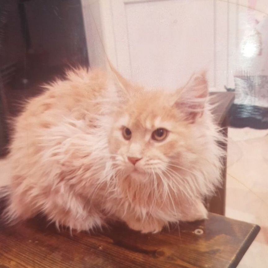 Домик лежанка для кошки спб