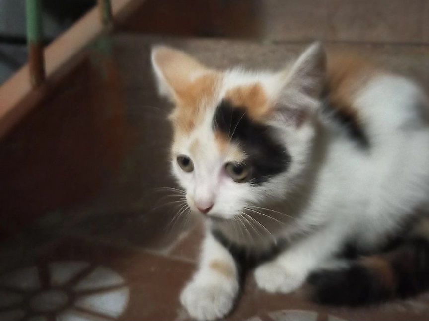 Котеночек 1,5 мес