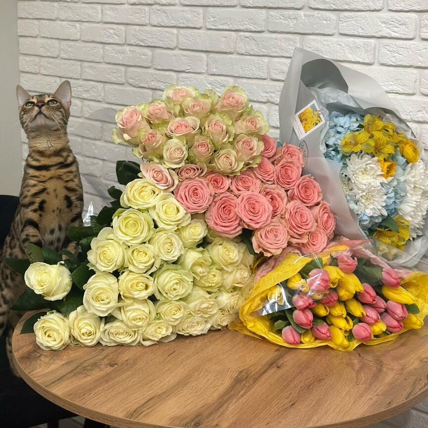 Бенгальская кошечка