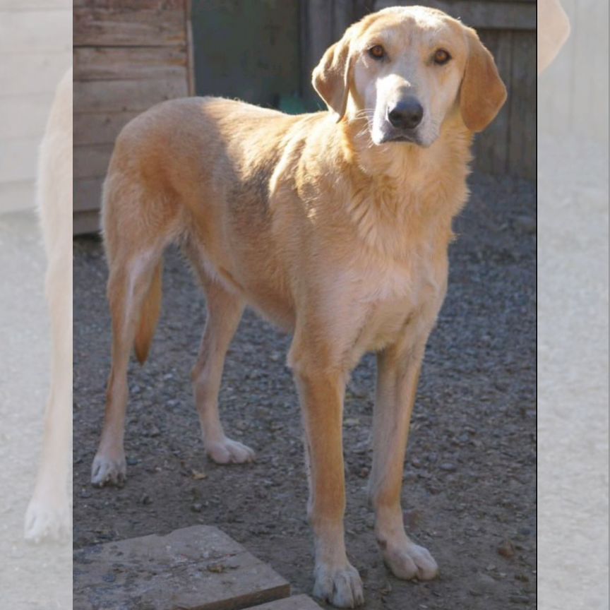 Отдам бесплатно