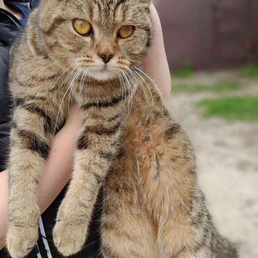 Породистый кот бесплатно