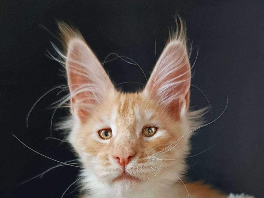 Нежная котенок Мейн кун