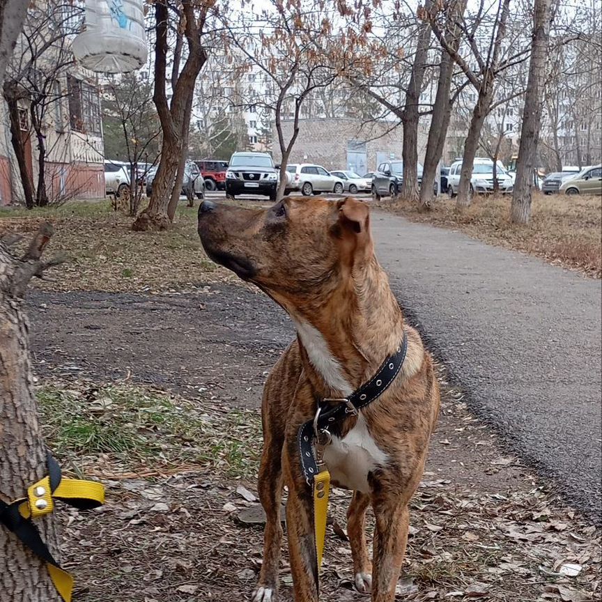Дику нужен дом