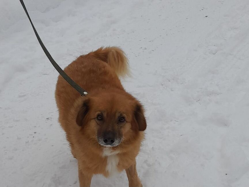 Собачка в добрые руки