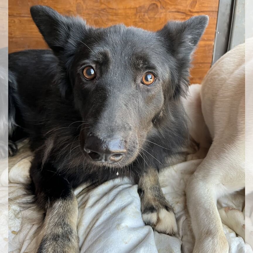 Взрослый пёс в добрые руки