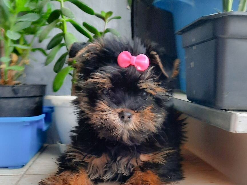 Девочка йорка,три месяца