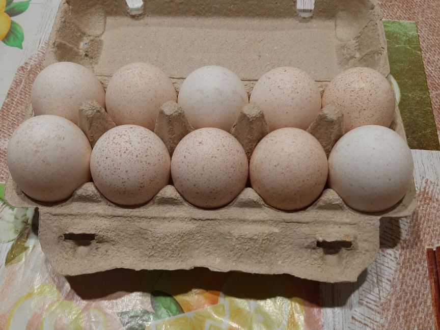 Инкубационное яйцо деревенской индейки