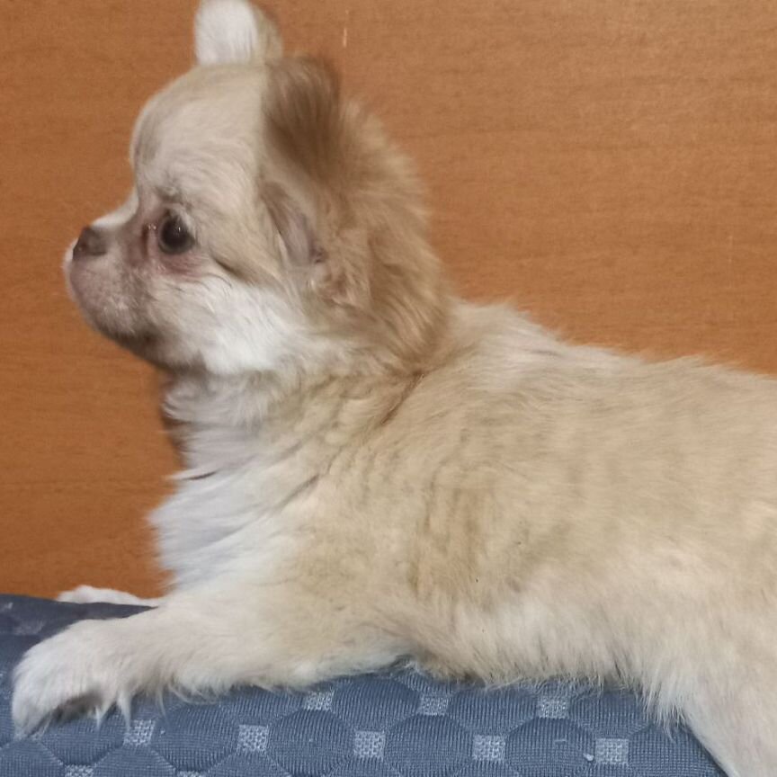 Чихуахуа, щенок