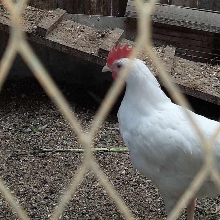 Петухи декалб уайт