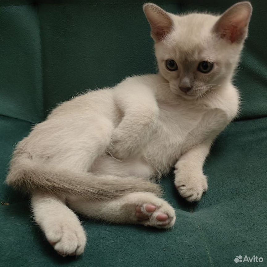 Бурманские котята без документов, мальчики