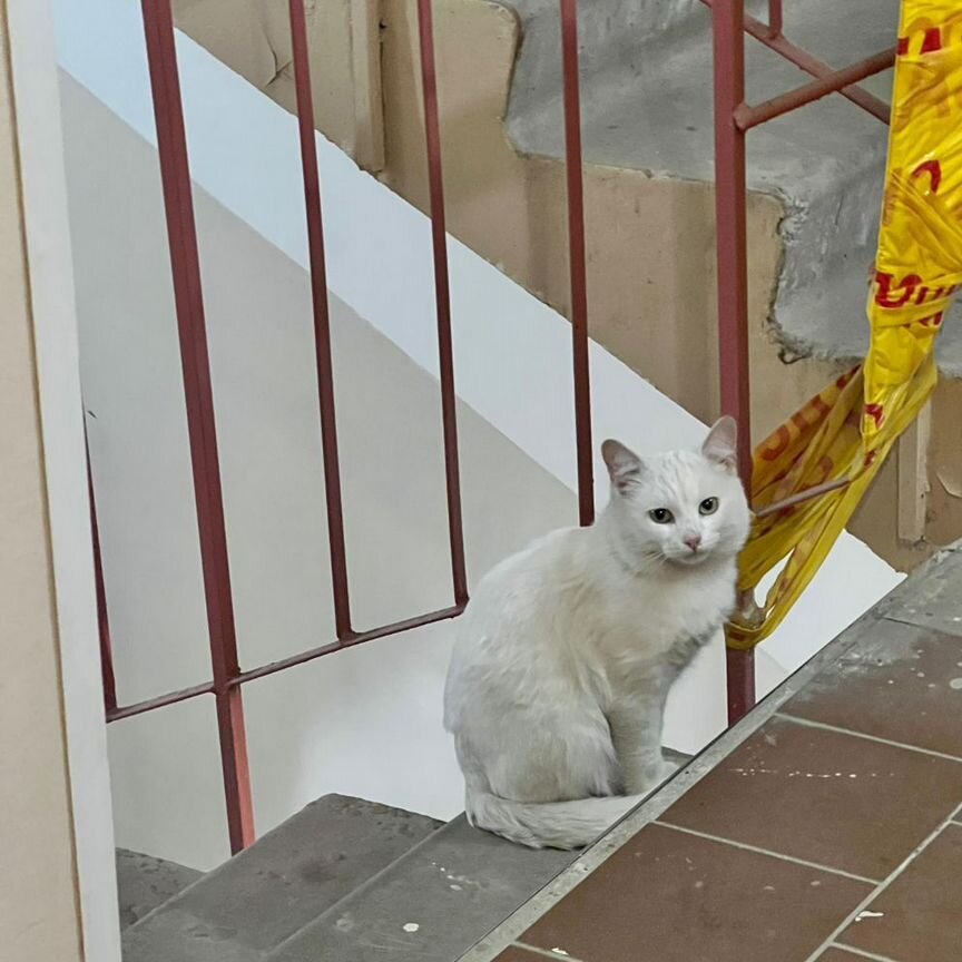 Найден белый кот Краснооктябрьский