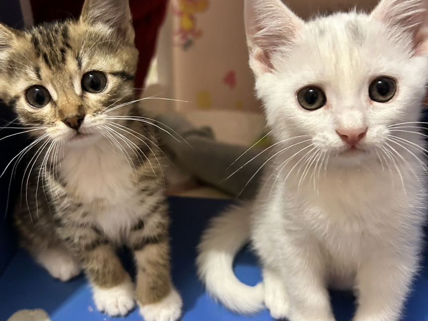 Котята дворянские