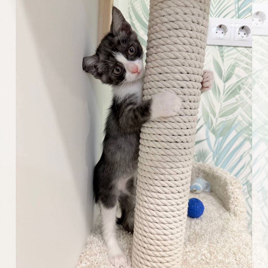 Котёнок в добрые руки