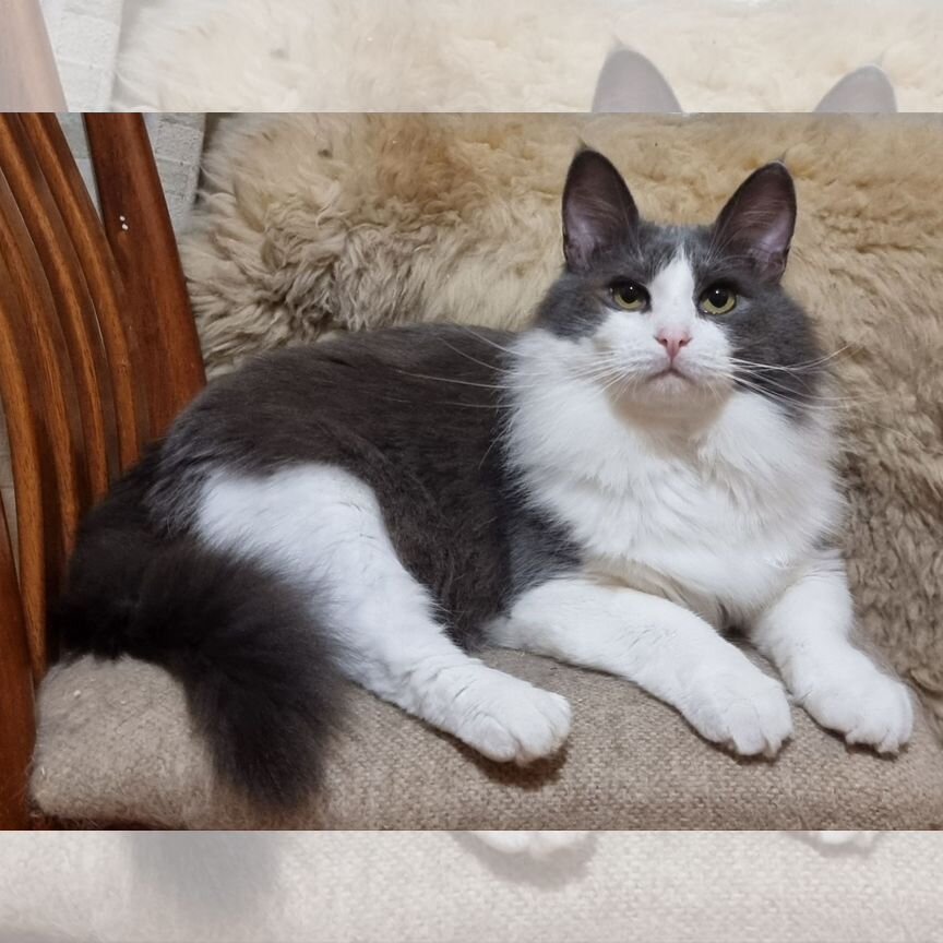 Преданнейший Садху