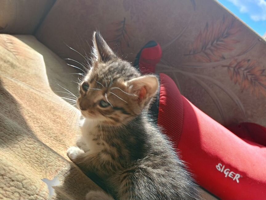 Котята в добрые руки