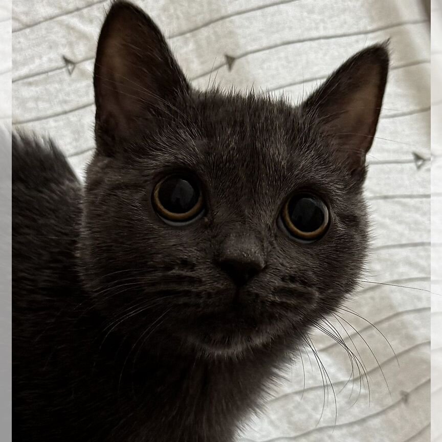 Шотландский прямоухий длинношёрстный котёнок